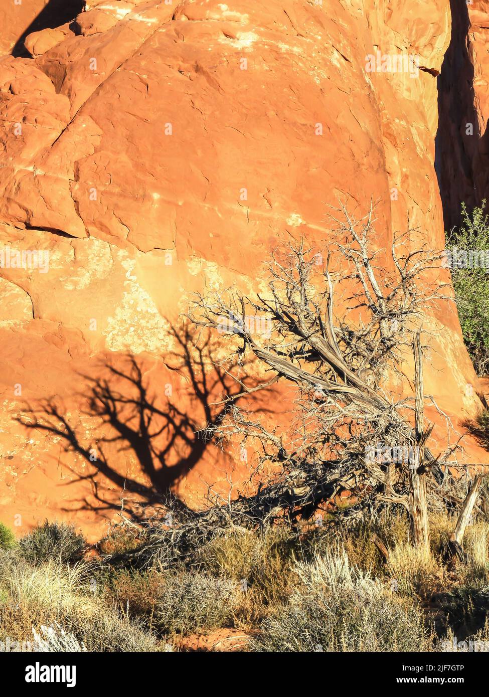 A small dead tree, throwing its shadow on the Golden Entrada Sandstone ...