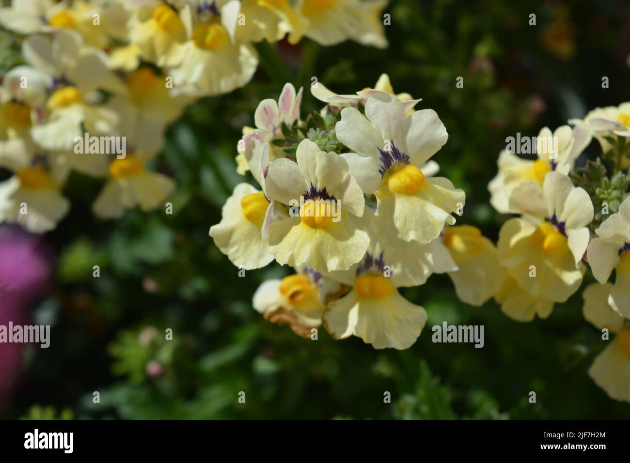 Nemesia, Nesia Sunshine. Beautiful yellow blooms with a contrasting splash of violet at the ...