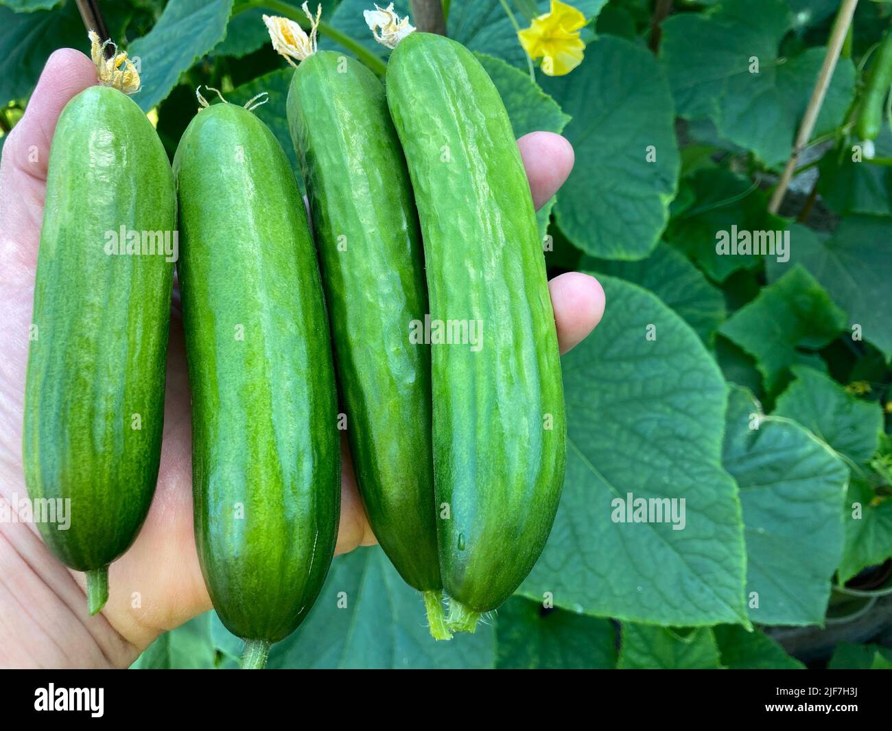 Homegrown organic mini cucumbers, F1 Baby in hand, with plants behind ...