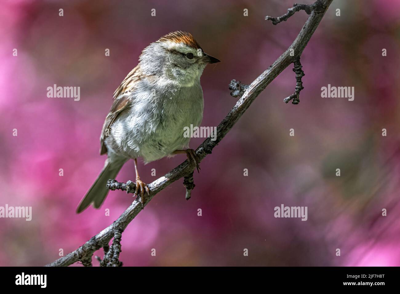 Chipping Sparrow (Spizella passerina) in Breeding Plumage Stock Photo ...
