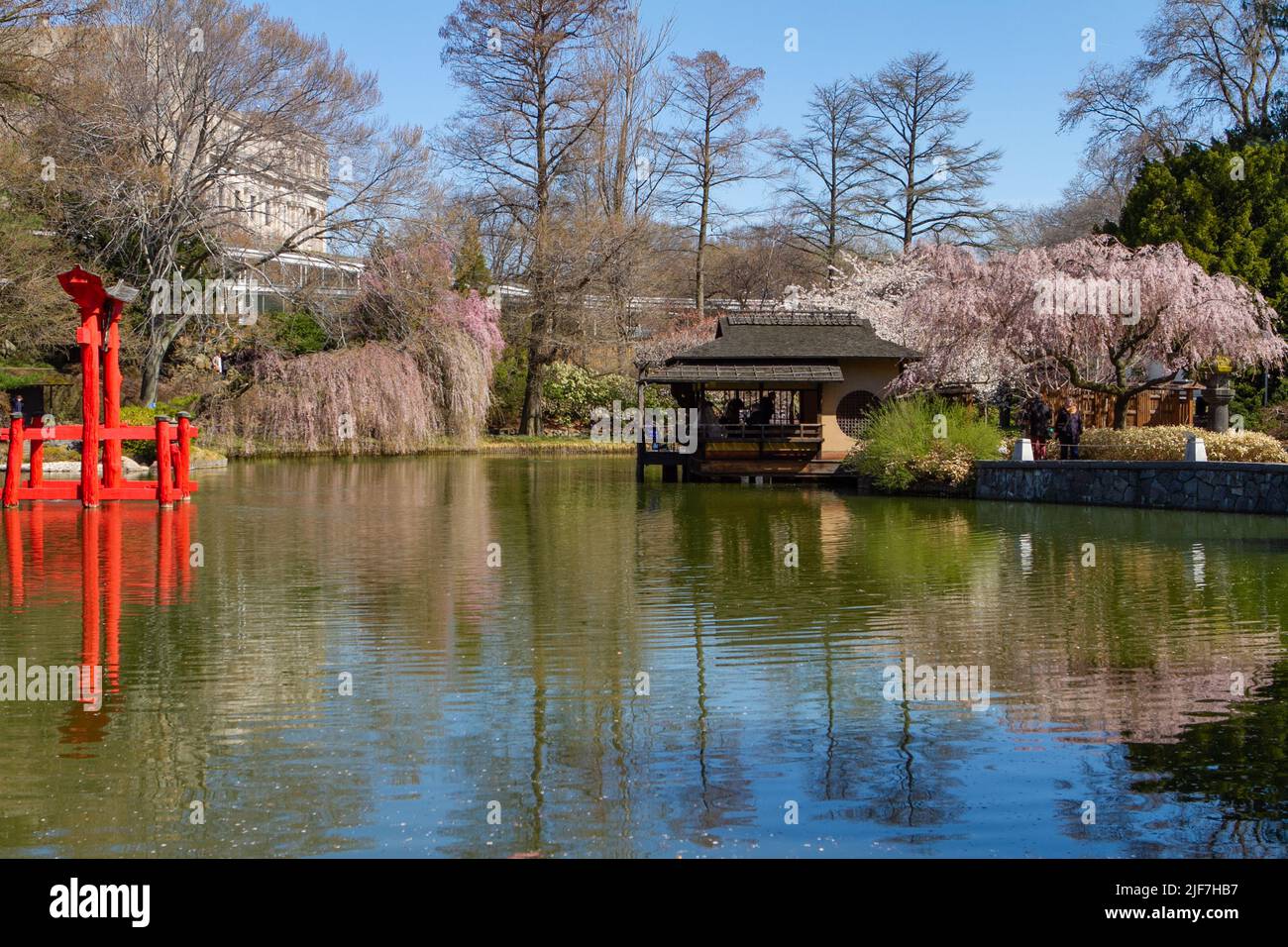 Spring cherry blossoms in a Japanese garden Stock Photo - Alamy