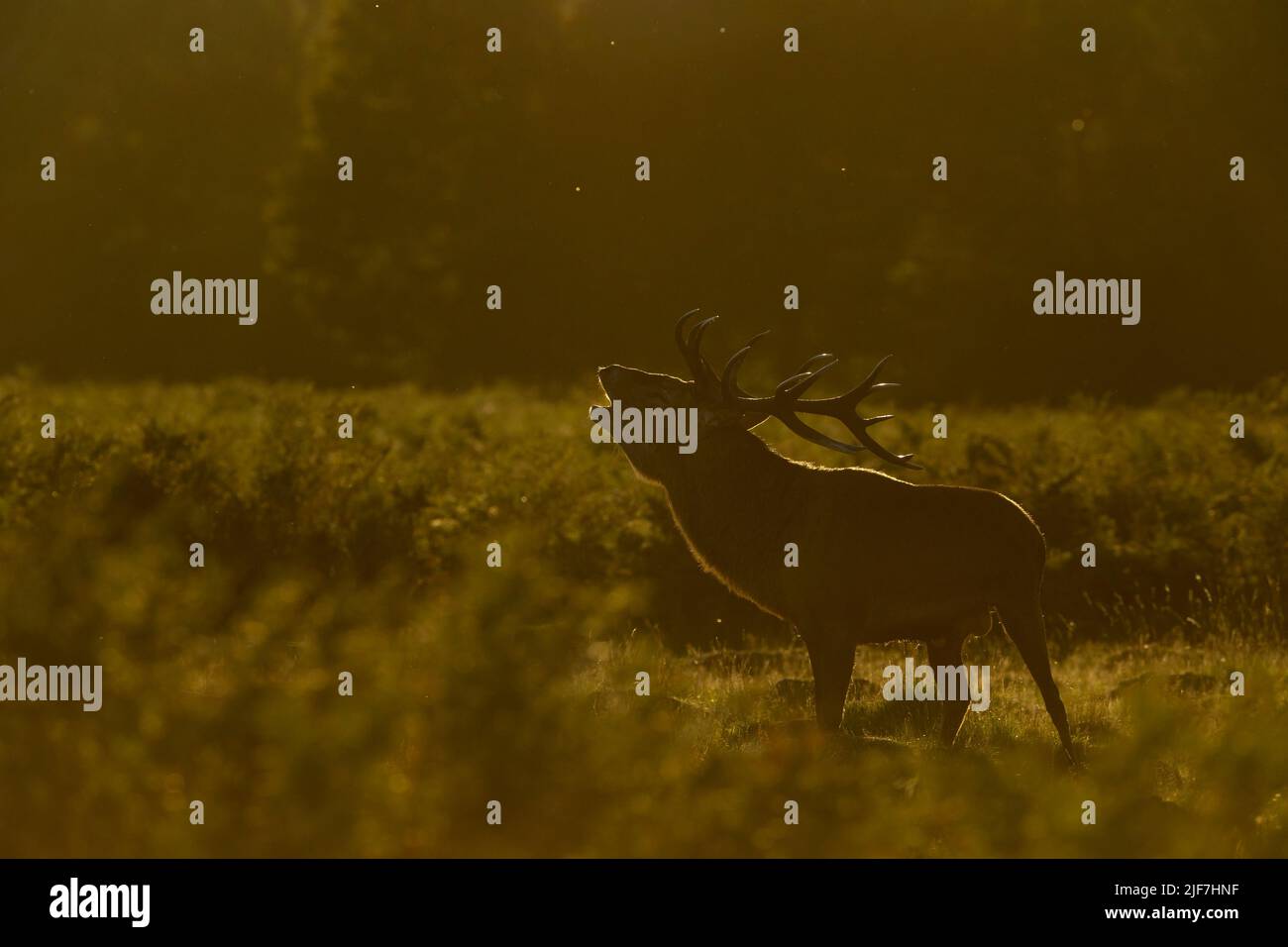 Red deer Cervus elaphus, stag roaring, Bushy Park, London, UK ...