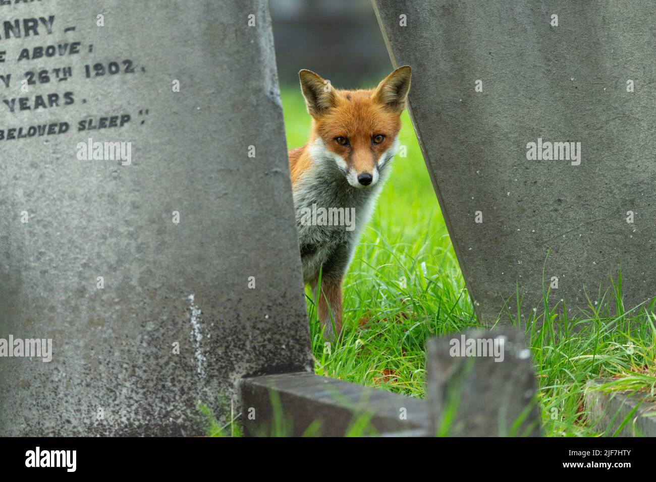Red fox Vulpes vulpes, male wandering in graveyard, City of London ...