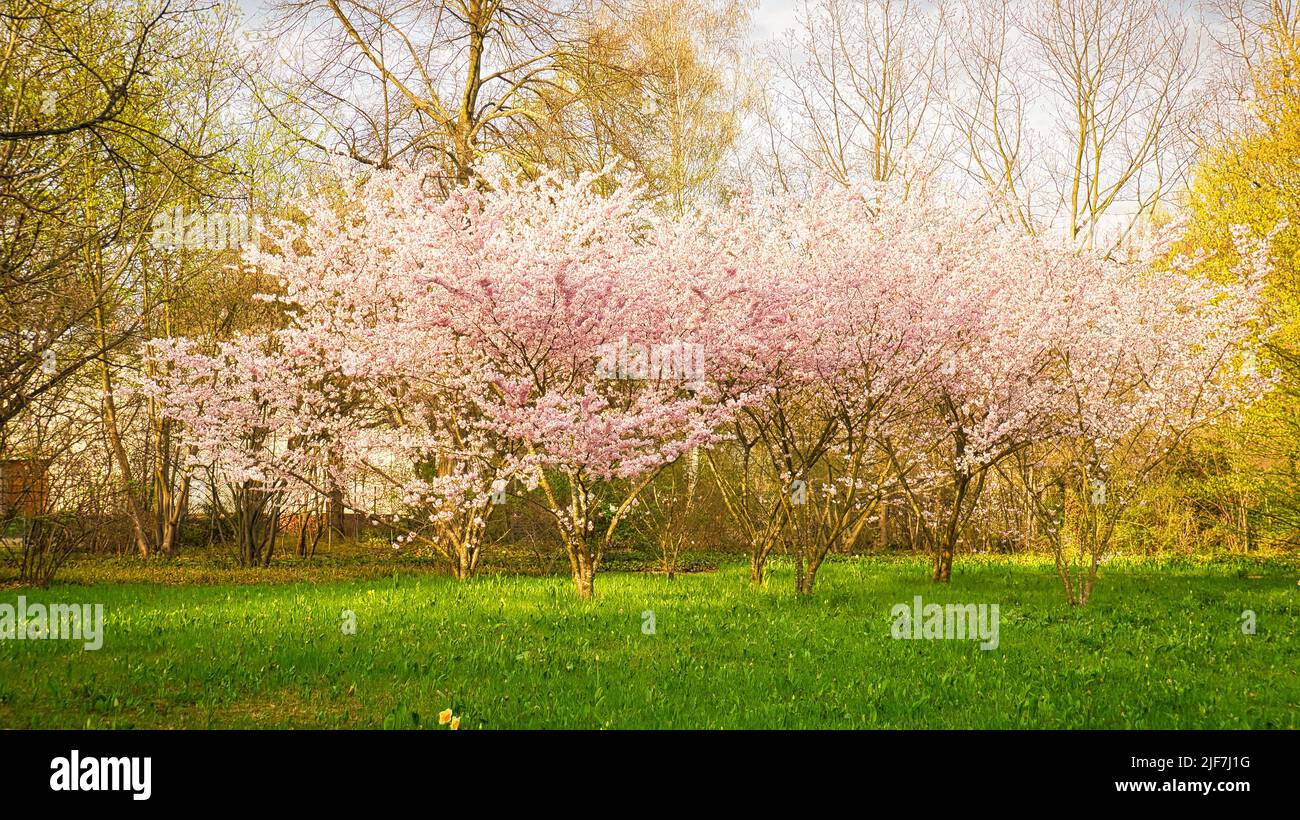 Cherry blossoms in the park in Berlin. In spring, the cherry trees ...