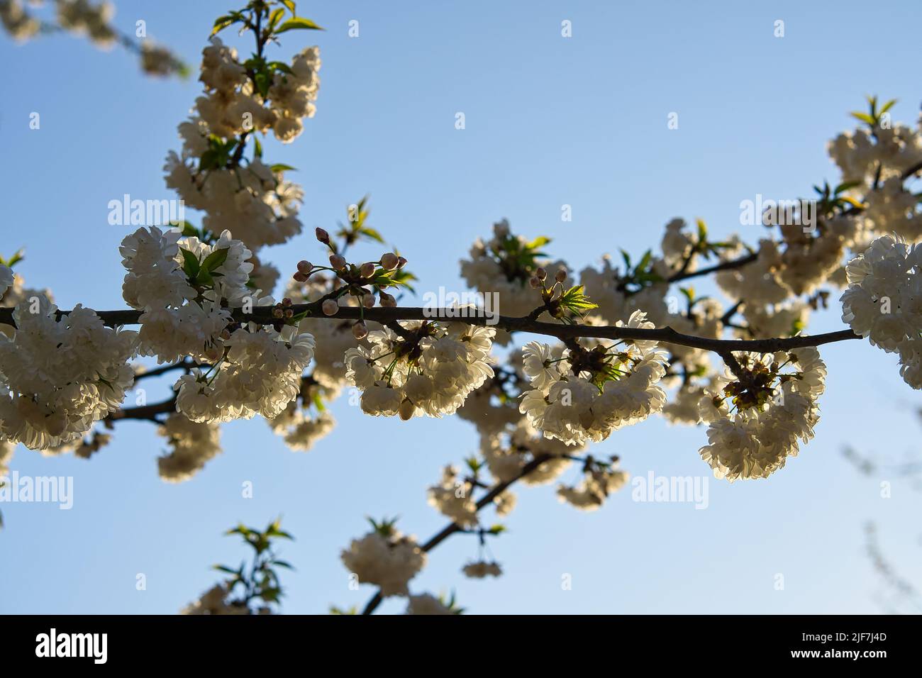 Cherry blossoms in the park in Berlin. In spring, the cherry trees ...