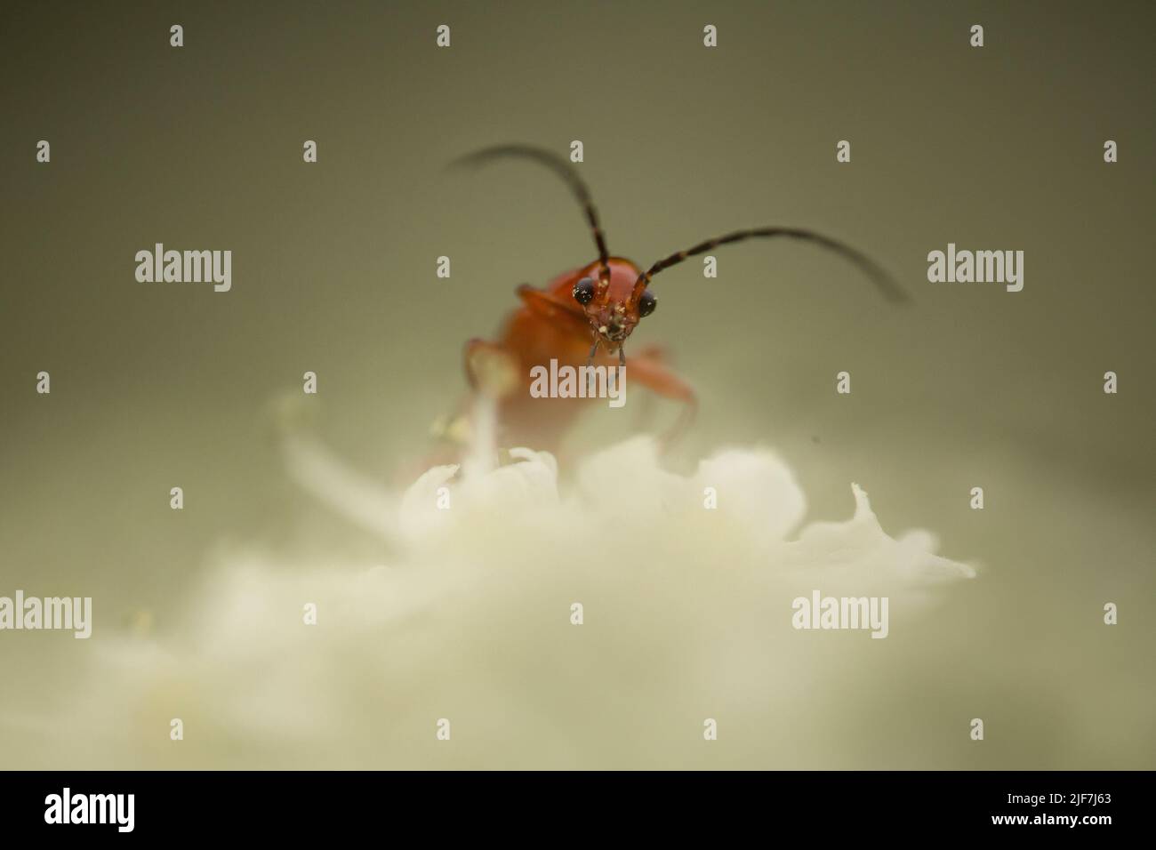 A Small Red Common Soldier Beetle On A White Flower Stock Photo Alamy a-small-red-common-soldier-beetle-on-a-white-flower-stock-photo-alamy
