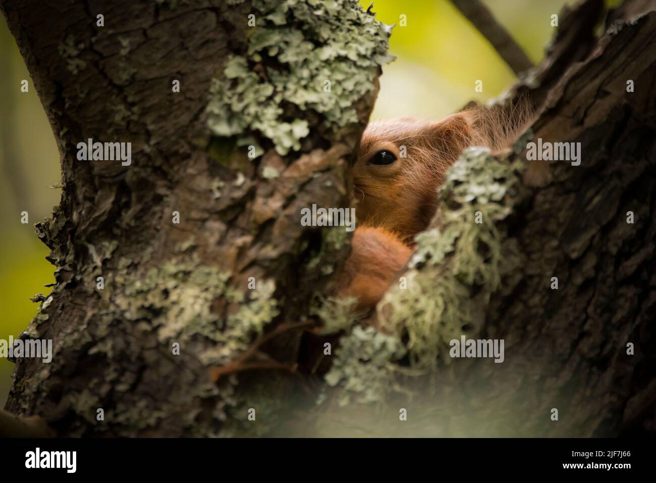 Baby squirrel kit High Resolution Stock Photography and Images - Alamy