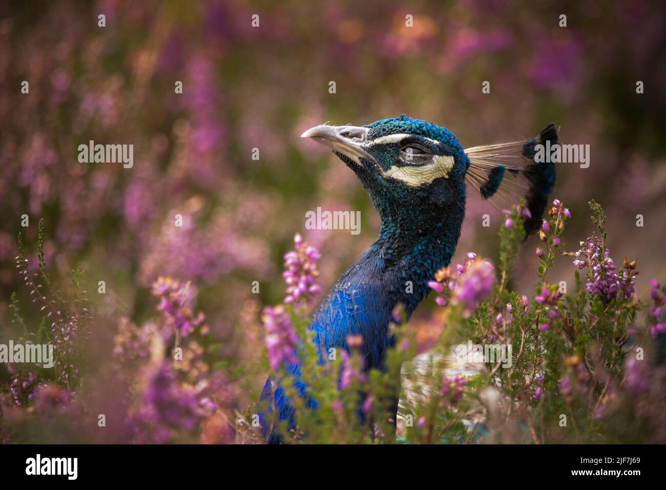 Male purple head hi-res stock photography and images - Alamy
