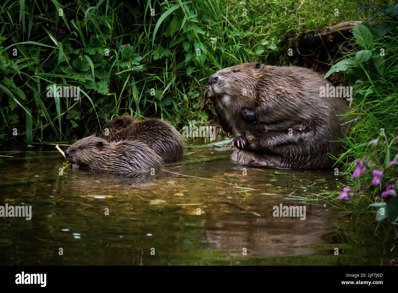 Adult beaver with kits hi-res stock photography and images - Alamy