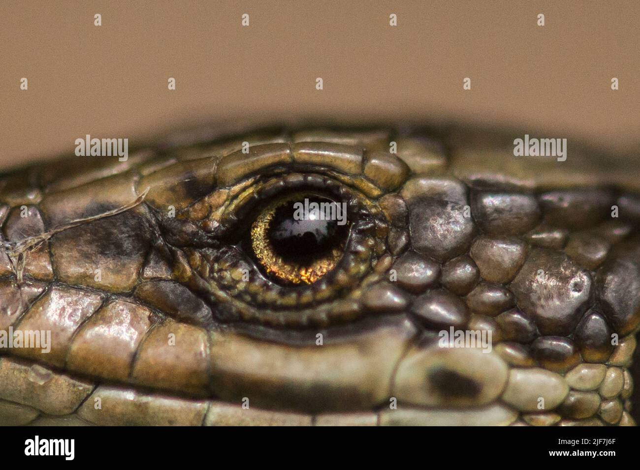 A close up of a common lizard's eye Stock Photo - Alamy