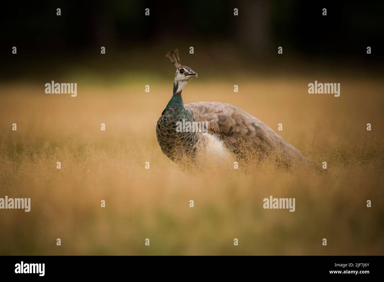 Female peacock hi-res stock photography and images - Alamy