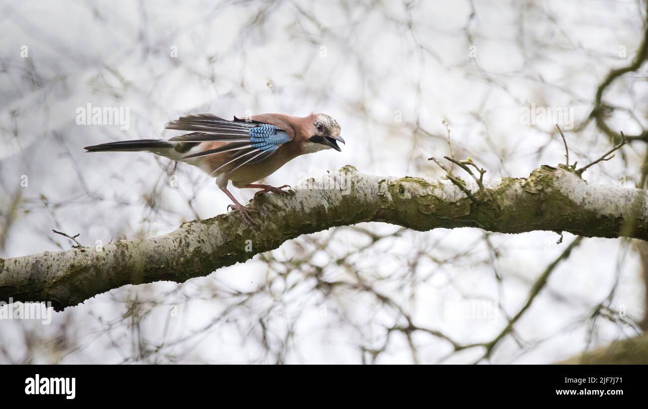 Bird squawking hi-res stock photography and images - Alamy