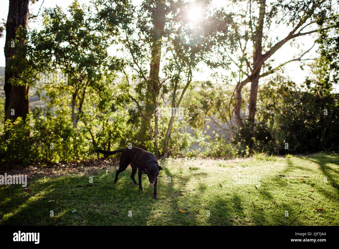 Black Lab Mix Dog Walking at Park in San Diego at Sunset Stock Photo ...