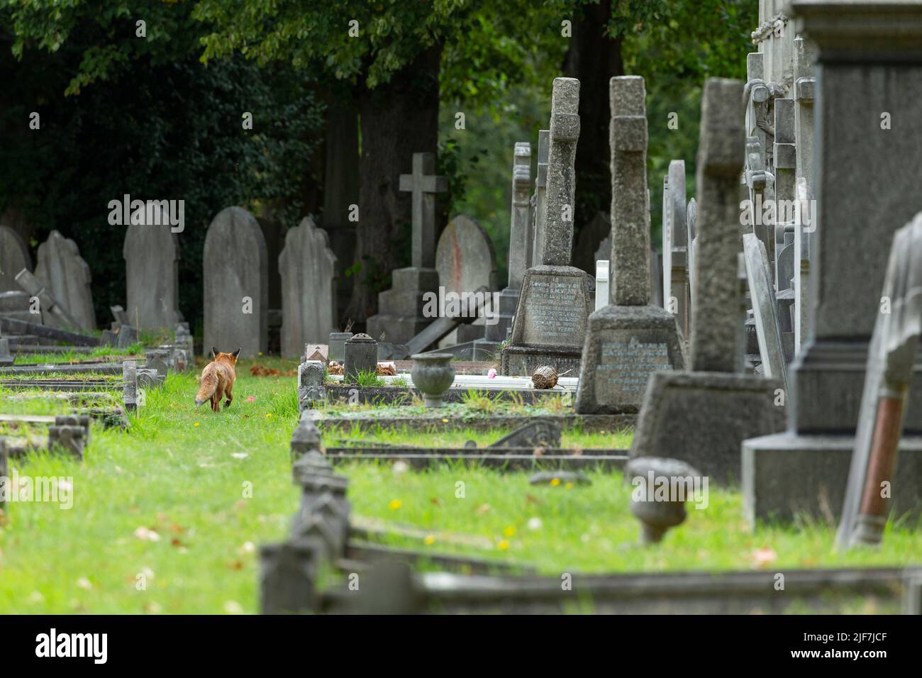 Red fox Vulpes vulpes, male wandering in graveyard, City of London ...
