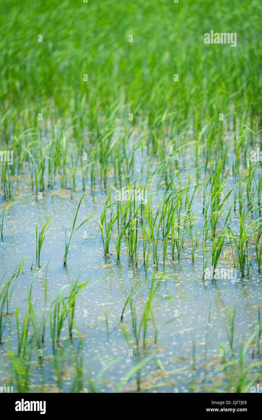 Close up rice field plant Stock Photo - Alamy