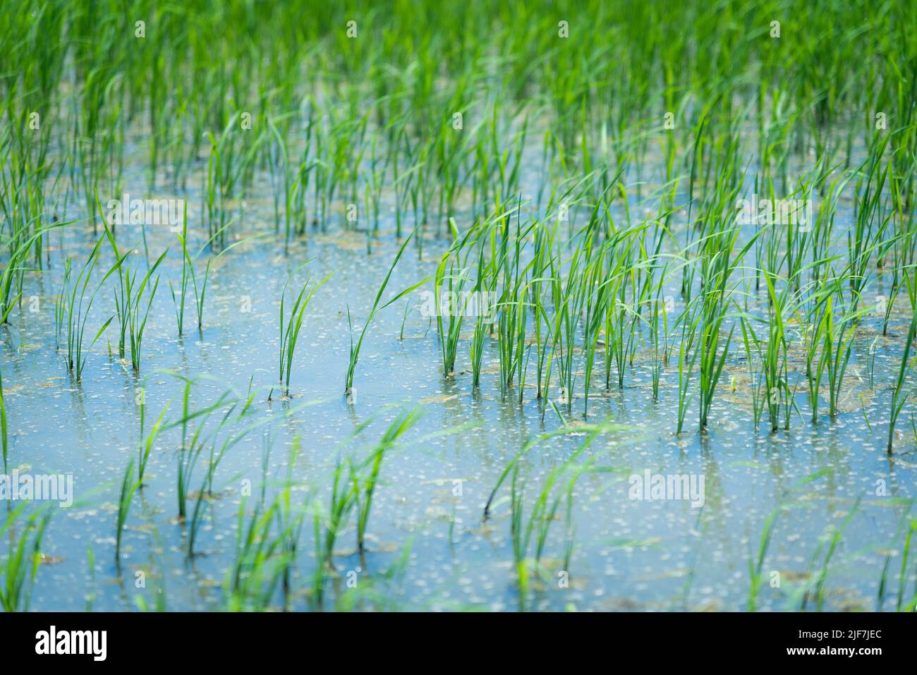 Close up rice sprouts growing field Stock Photo - Alamy
