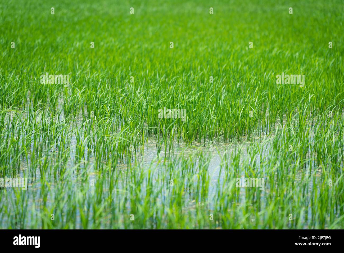 organic rice green field background Stock Photo - Alamy