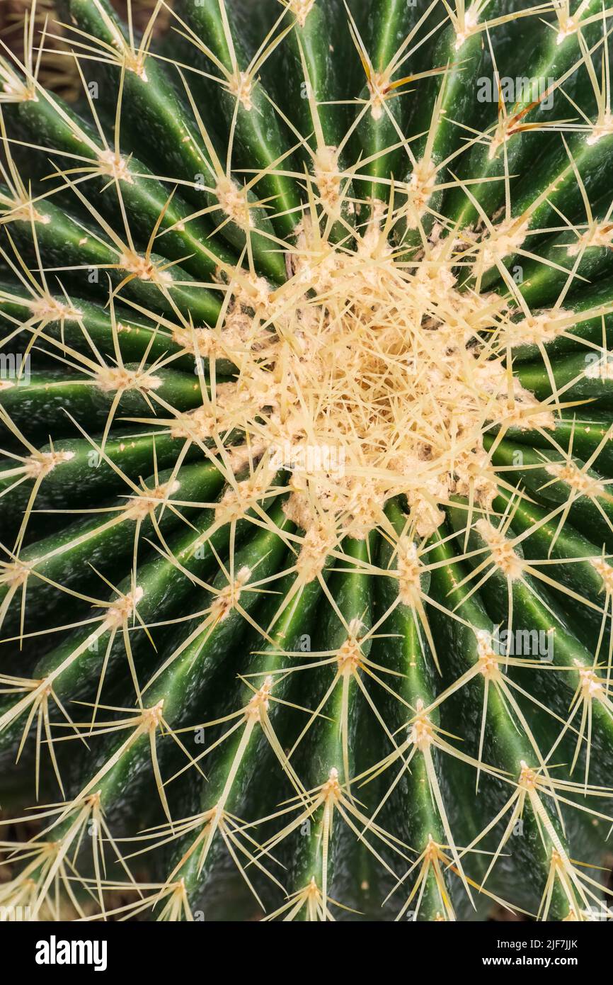 Round cactus with needles close up Stock Photo - Alamy