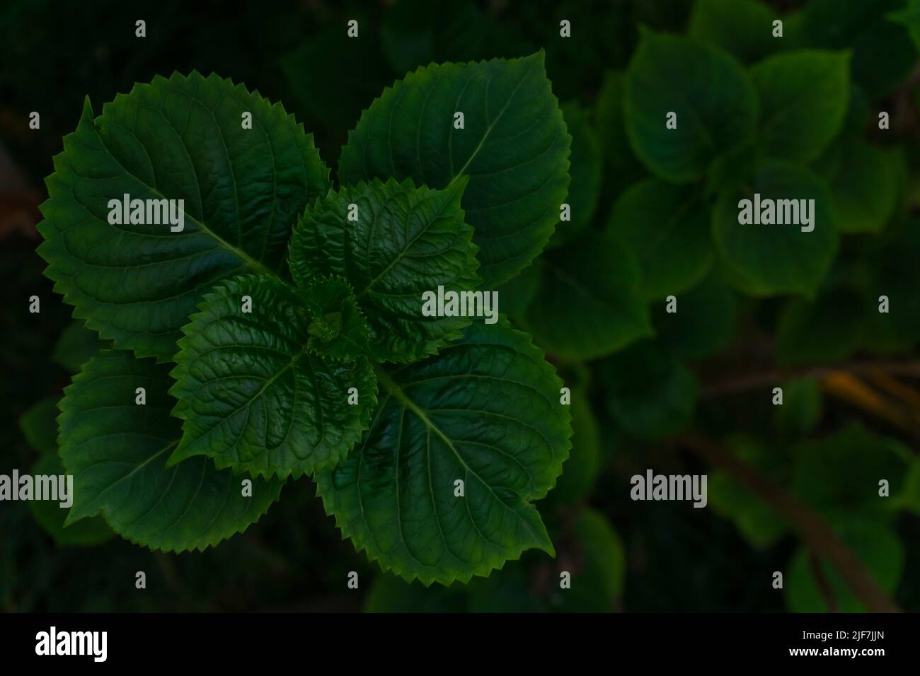 Green hydrangea leaf hi-res stock photography and images - Alamy