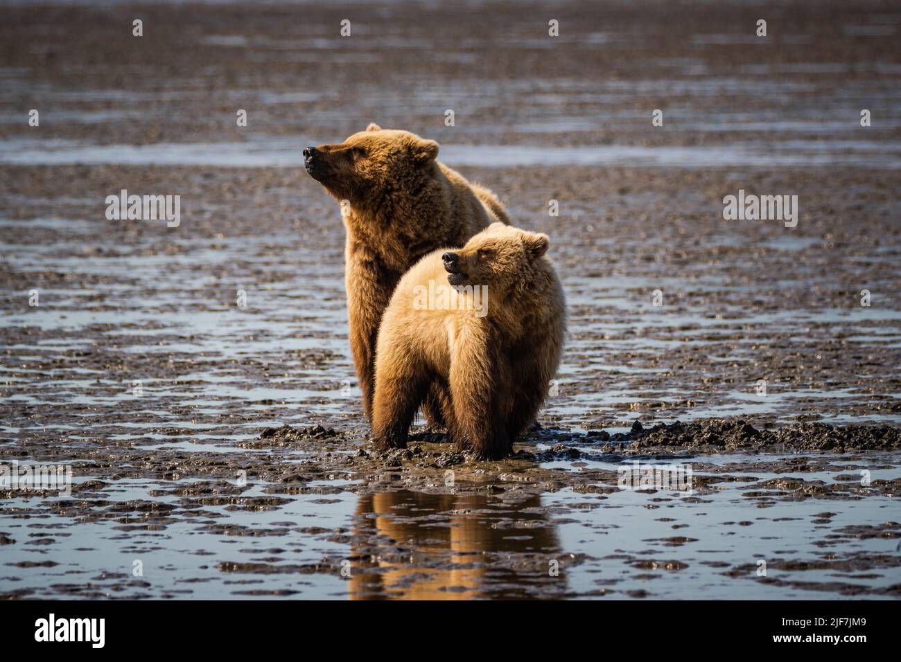 Lake Clark - Alaska Grizzly Bears Stock Photo - Alamy