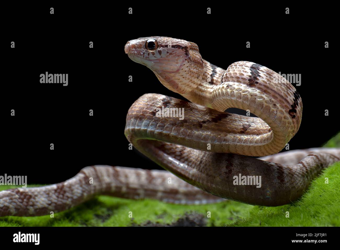 The Dog-toothed Cat Snake in attack position Stock Photo - Alamy