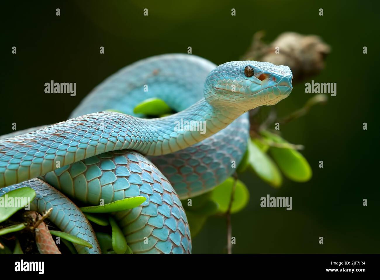 The white-lipped island pit viper on tree branch Stock Photo - Alamy