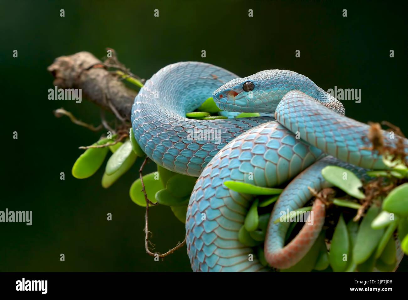 The white-lipped island pit viper on tree branch Stock Photo - Alamy