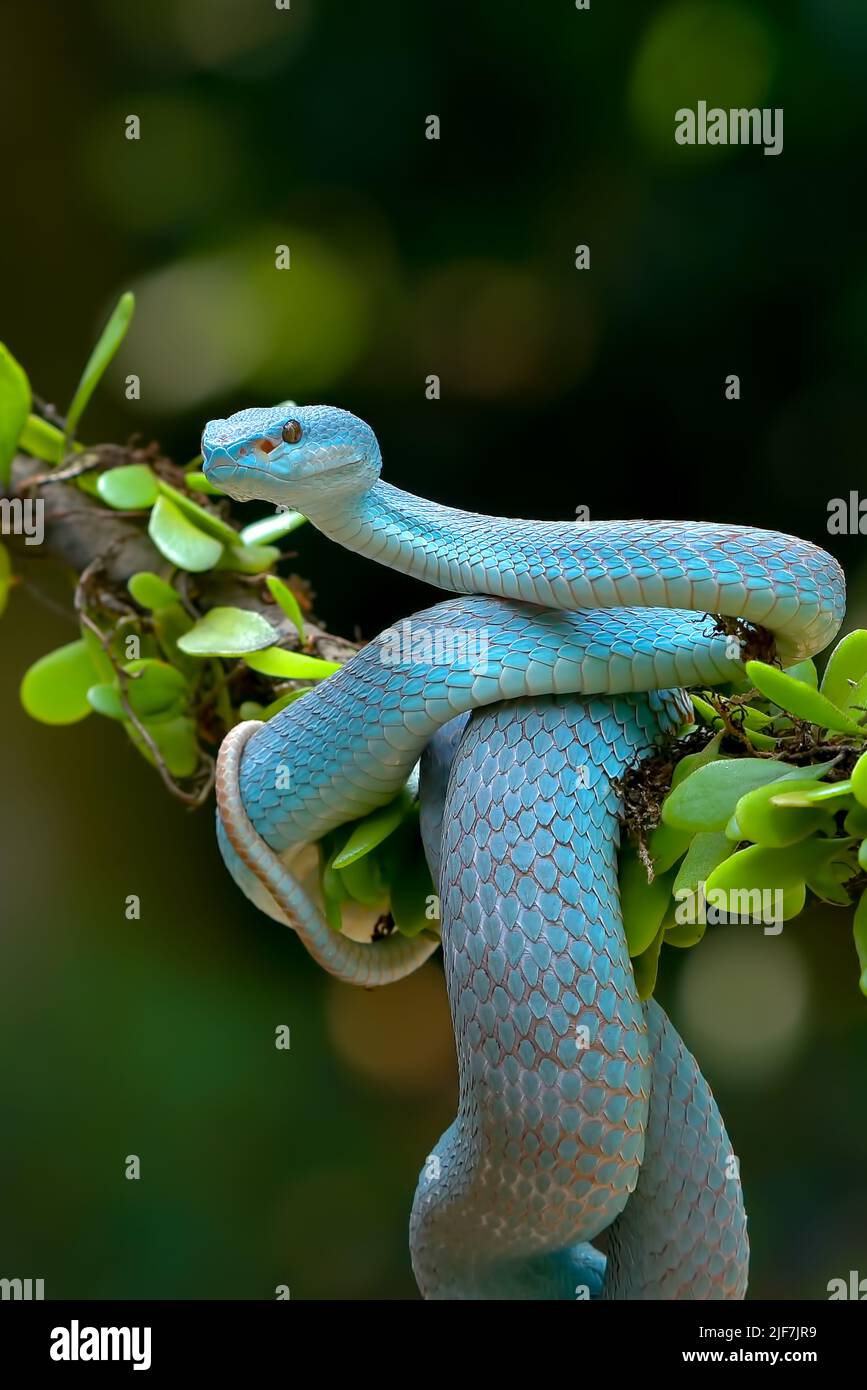 The white-lipped island pit viper on tree branch Stock Photo - Alamy