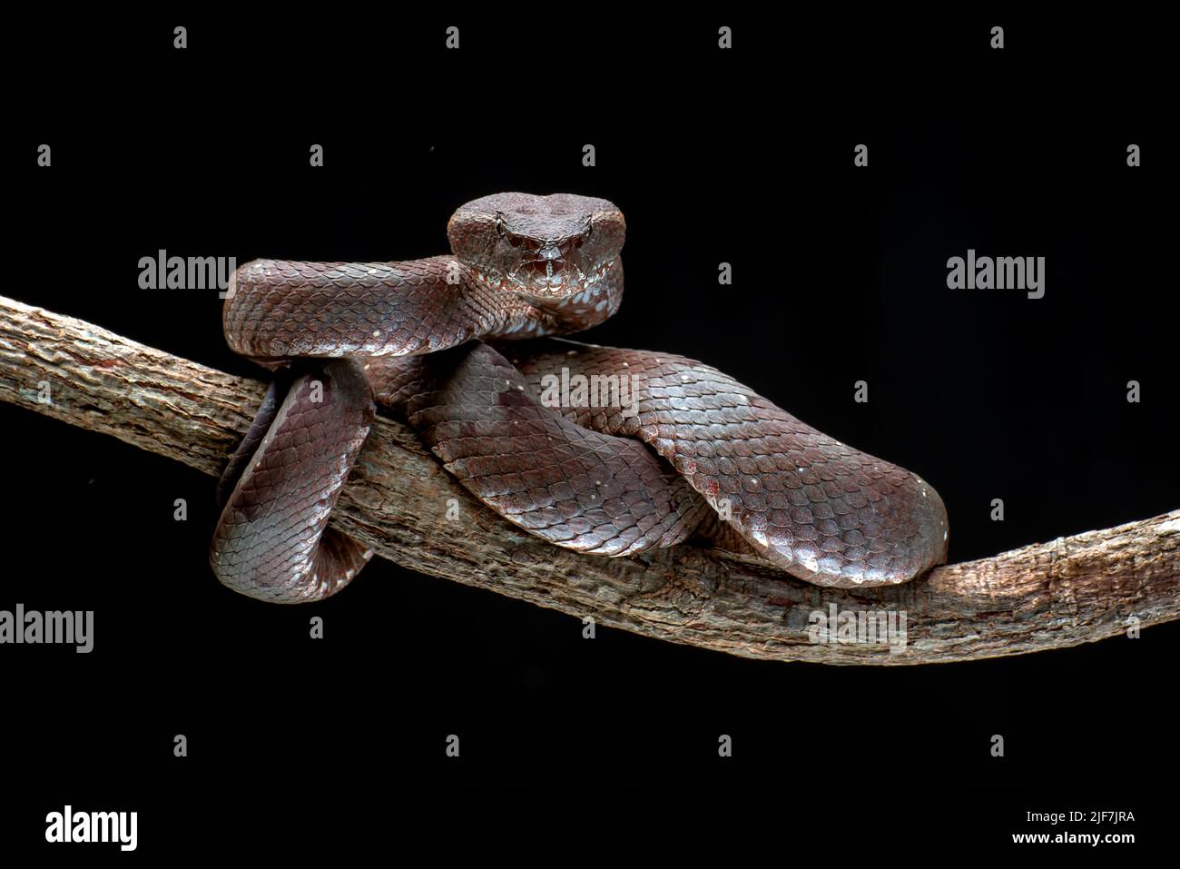 Flat nose pit viper in black background Stock Photo - Alamy