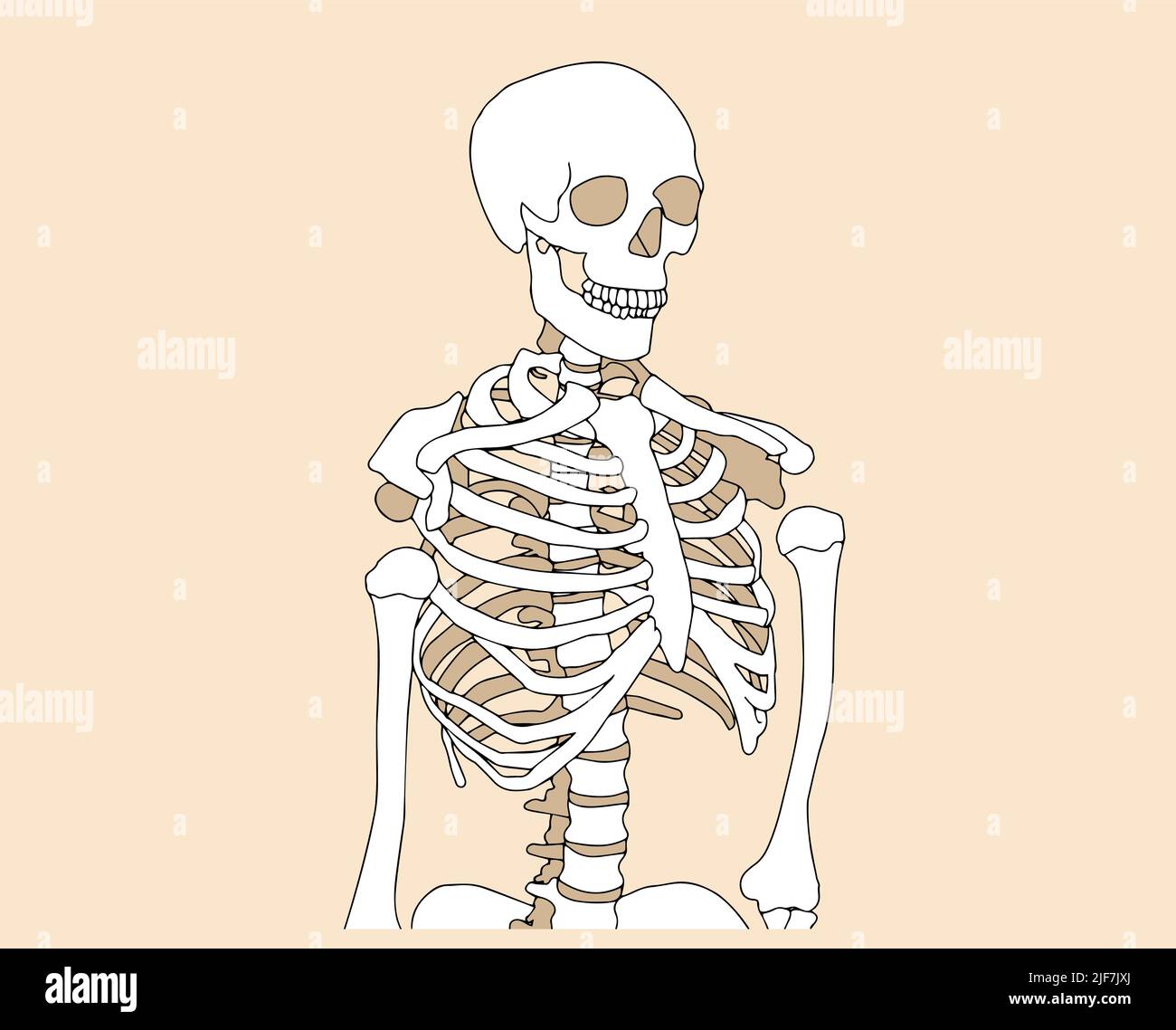 Human skeleton posing isolated over background vector illustration ...