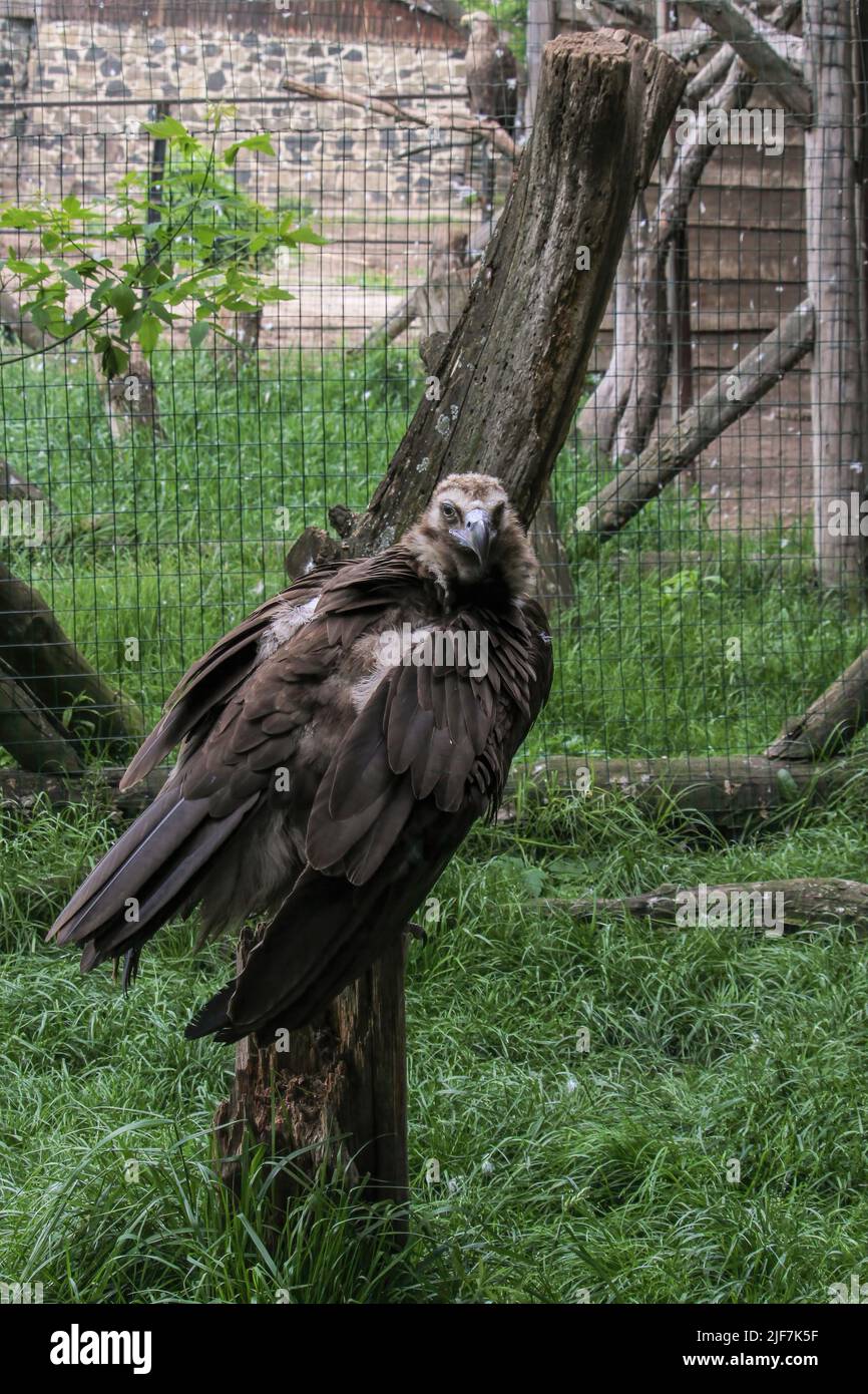 Cinereous Vulture, Aegypius monachus. Close up foto of Cinereous ...
