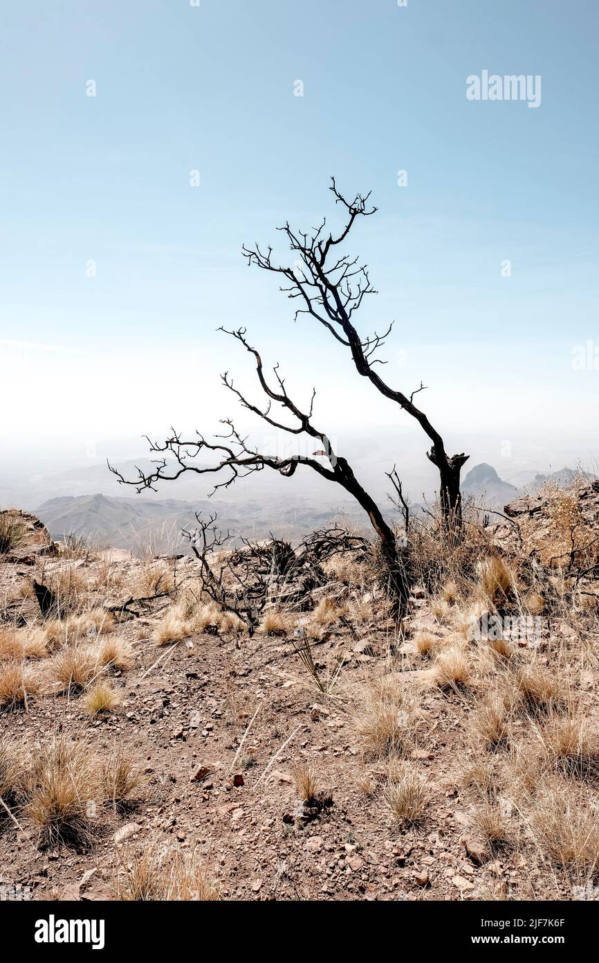 Burned Tree in Big Bend National Park Stock Photo - Alamy