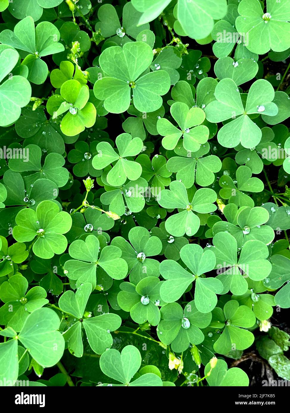 Fresh clover hi-res stock photography and images - Alamy