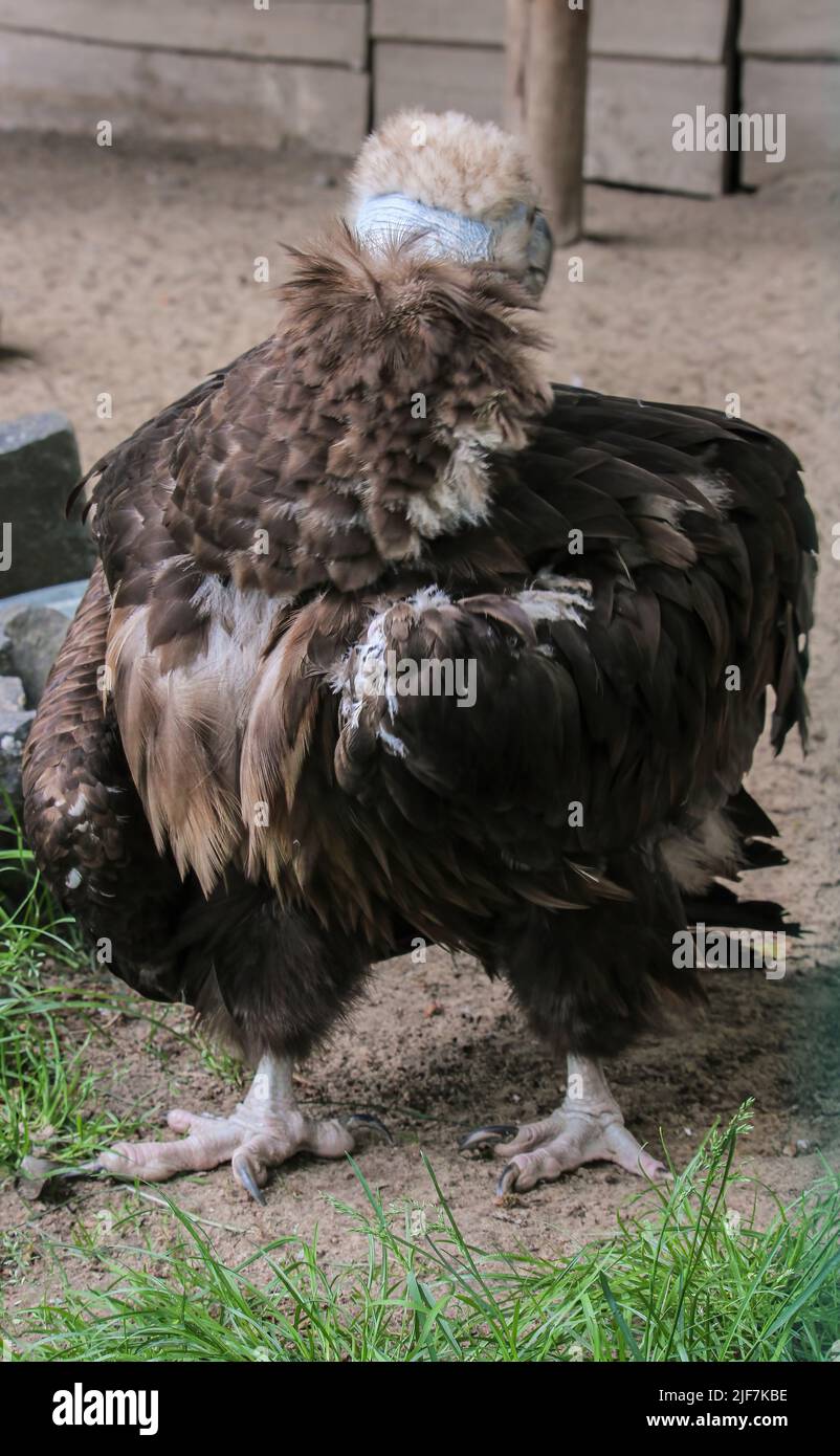 Cinereous Vulture, Aegypius monachus. Close up foto of Cinereous Vulture. Foto taken in wild ...