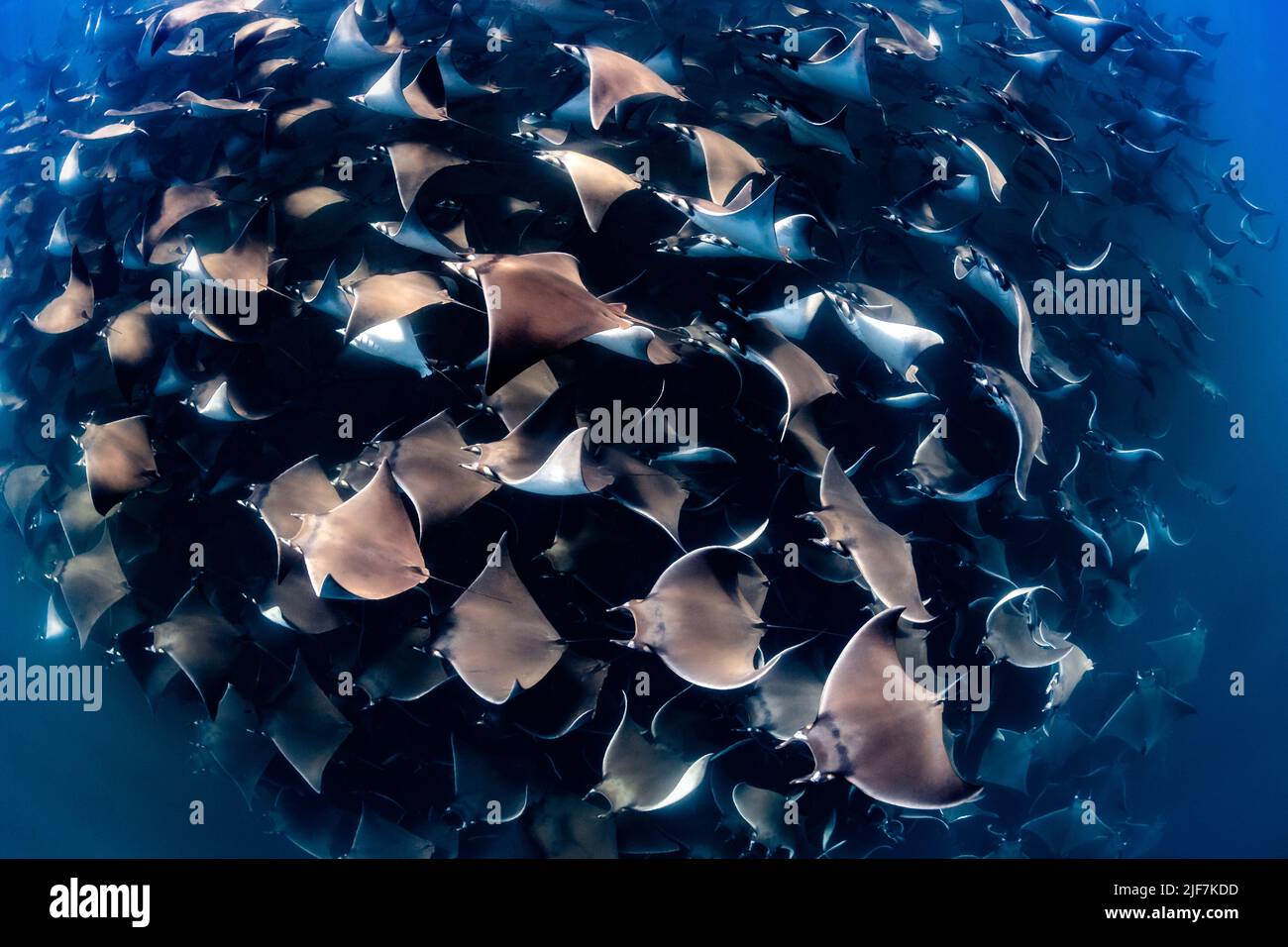Mobula Rays of Baja California Sur, Mexico Stock Photo - Alamy
