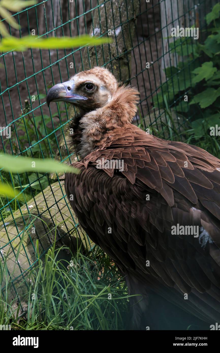 Cinereous Vulture, Aegypius monachus. Close up foto of Cinereous ...