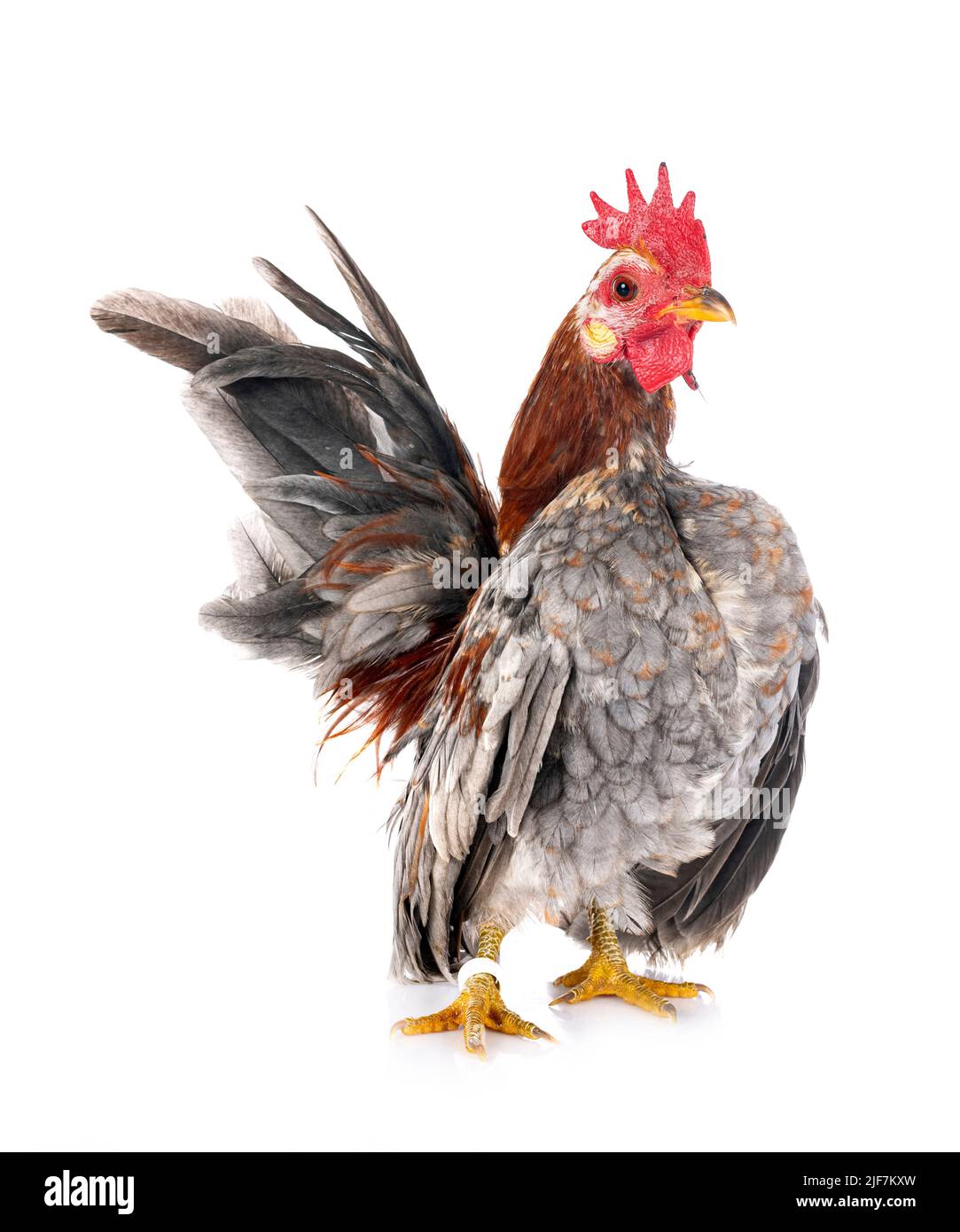 Malaysian Serama in front of white background Stock Photo - Alamy