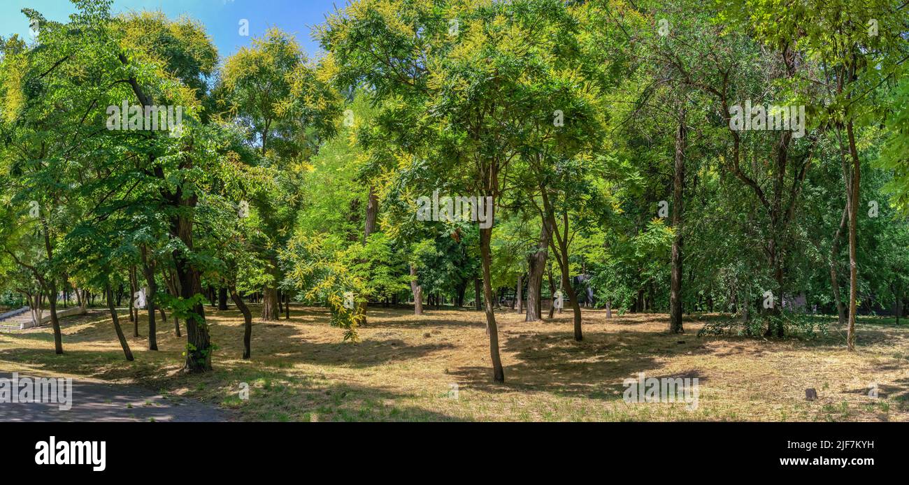 Alleys of the Dyukovsky park in Odessa, Ukraine Stock Photo - Alamy