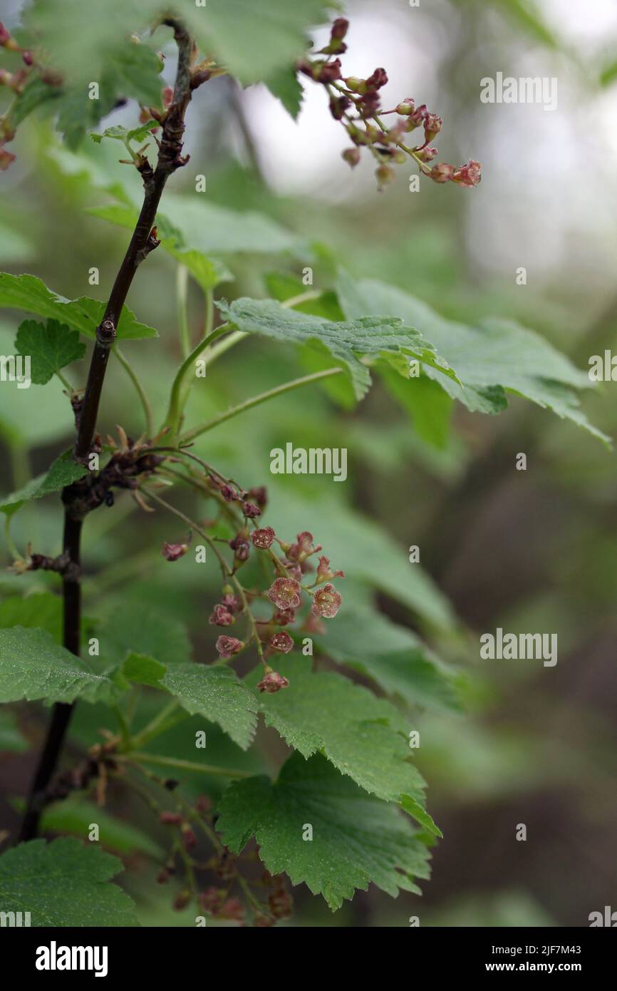 Ribes rubrum flower hi-res stock photography and images - Alamy