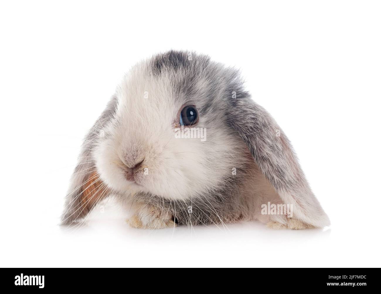 mini lop in front of white background Stock Photo - Alamy