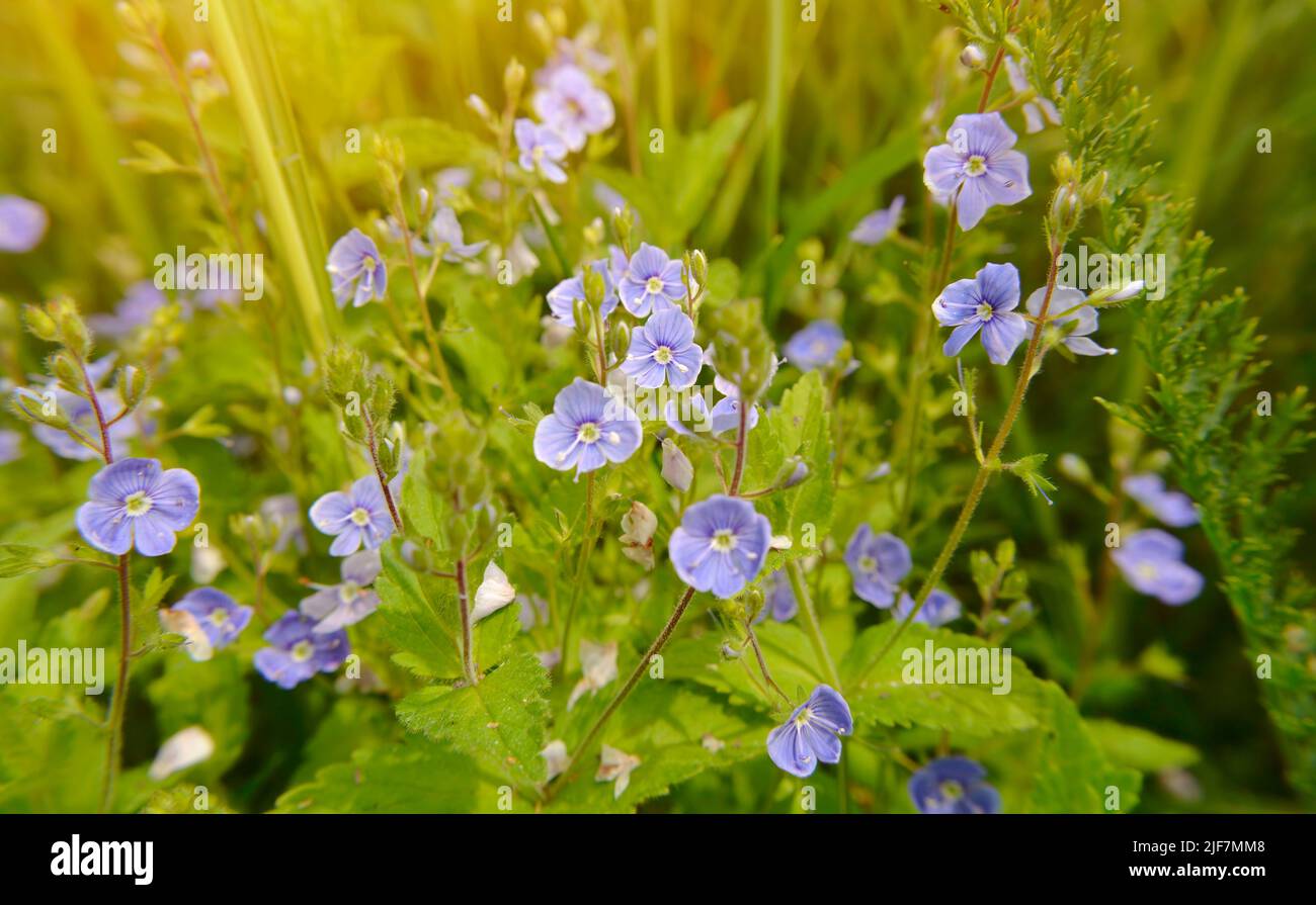 Birds eye flower hi-res stock photography and images - Alamy