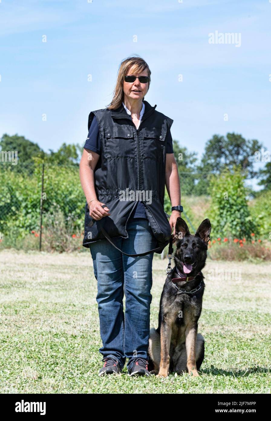 gray german shepherd training for competition of obedience Stock Photo ...