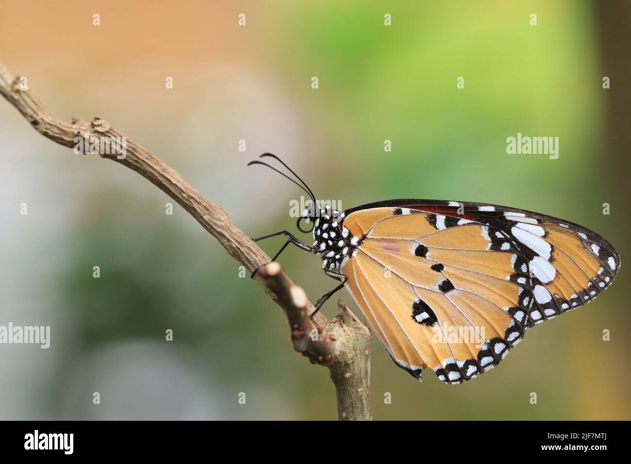 Common Tiger(Indian Monarch,Orange Tiger) butterfly sitting on the ...