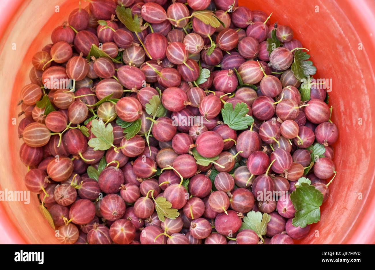 Growing red ripe gooseberries close hi-res stock photography and images ...
