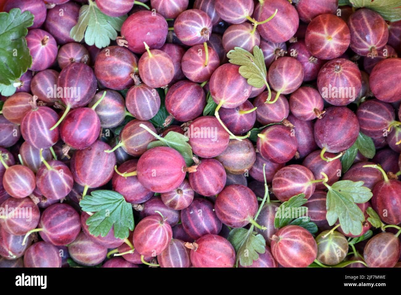 Gooseberries grow in garden hi-res stock photography and images - Alamy