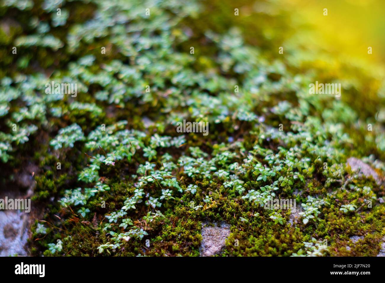 fern leaves on mossy stump, natural green background. pure wild nature ...