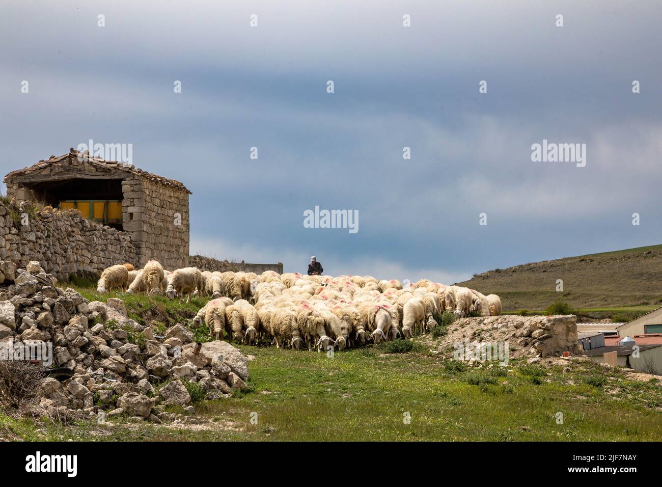 Sheep farmer spain hi-res stock photography and images - Alamy