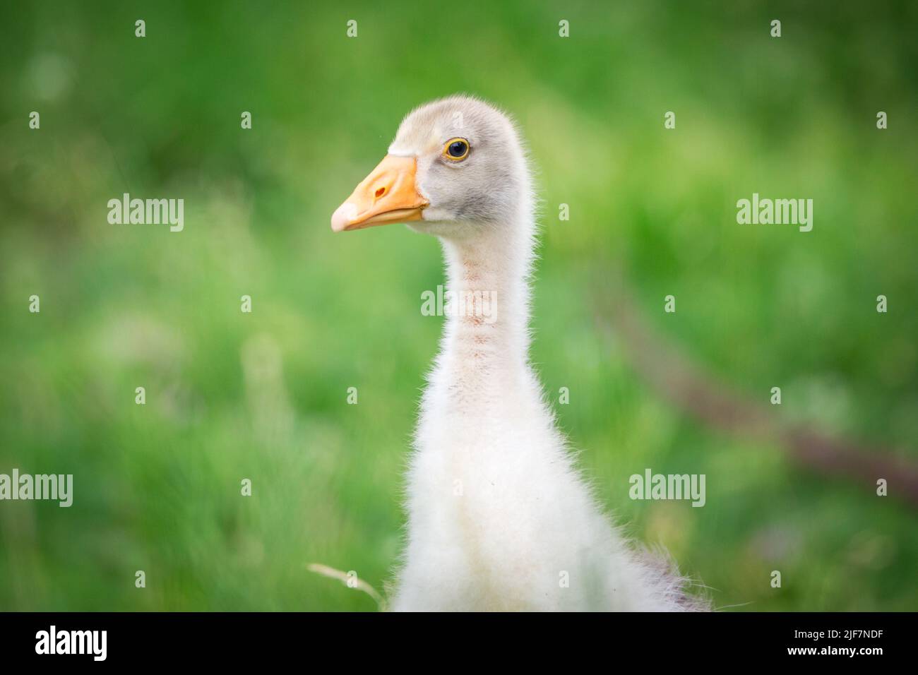 Gosling of the breed 'Österreichische Landgans', an endangered goose ...