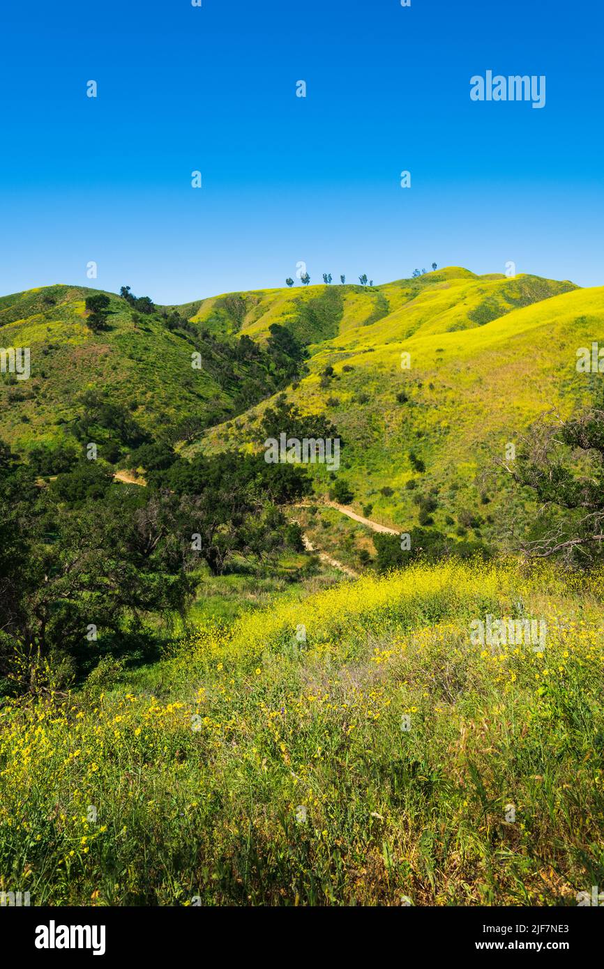 Mustard covered hills in Harmon Canyon Preserve, Ventura, California ...