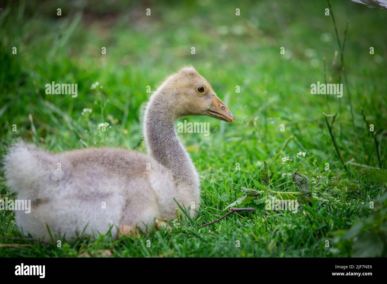 Gosling of the breed 'Österreichische Landgans', an endangered goose ...